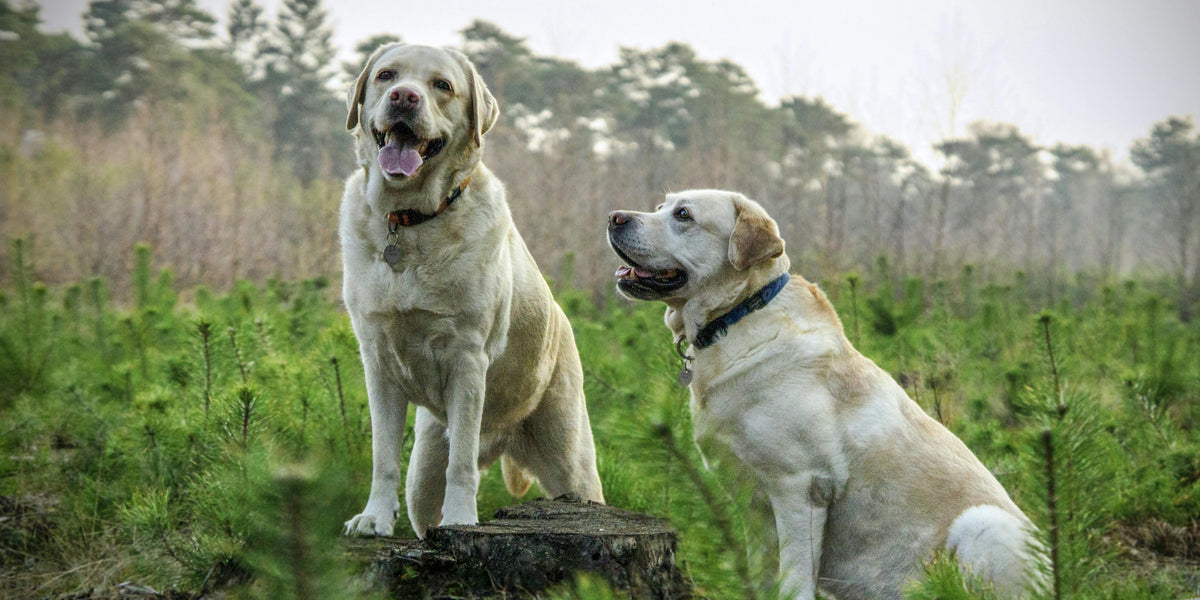 The Importance of Testing for the Labrador Obesity Gene — The Pet ...