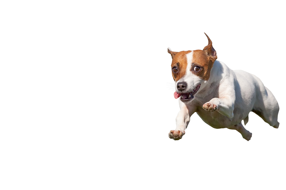 The Pet Genetics Lab