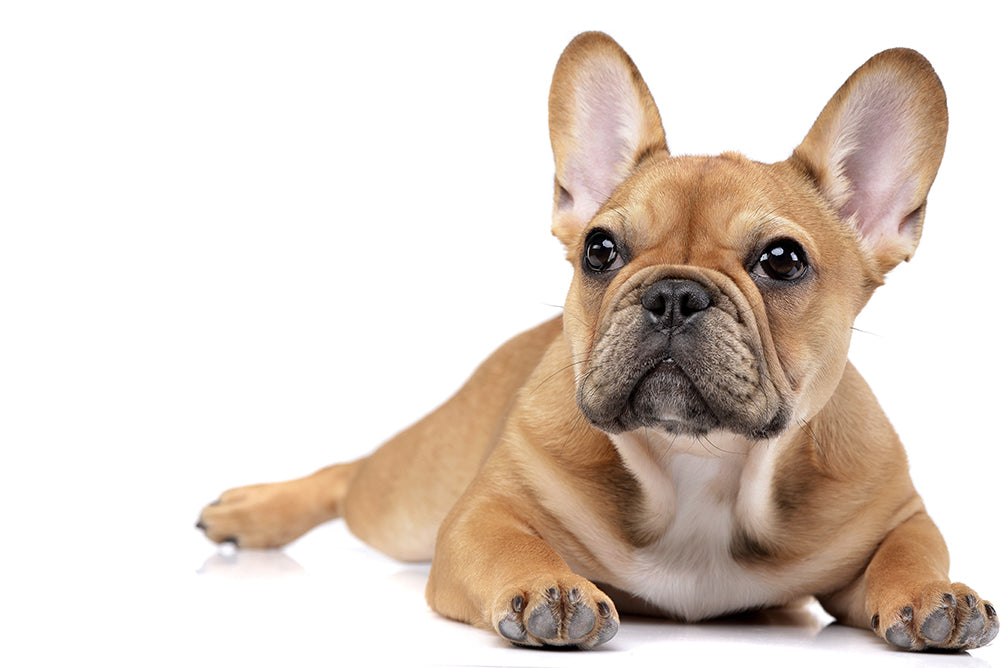 The Pet Genetics Lab