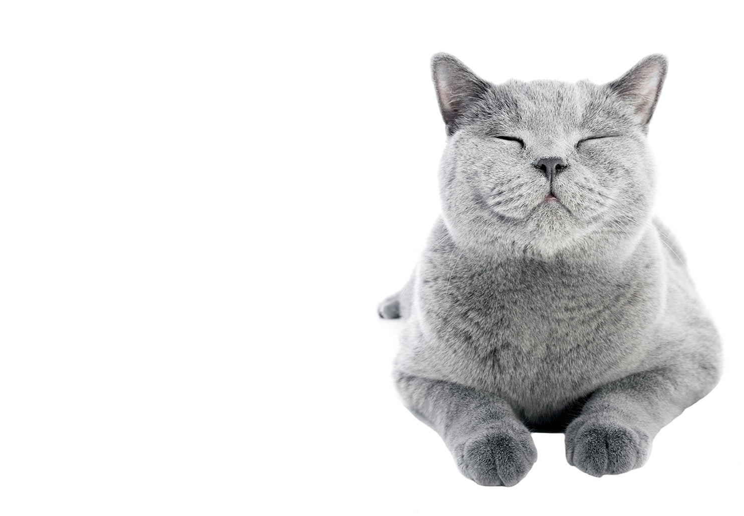 The Pet Genetics Lab